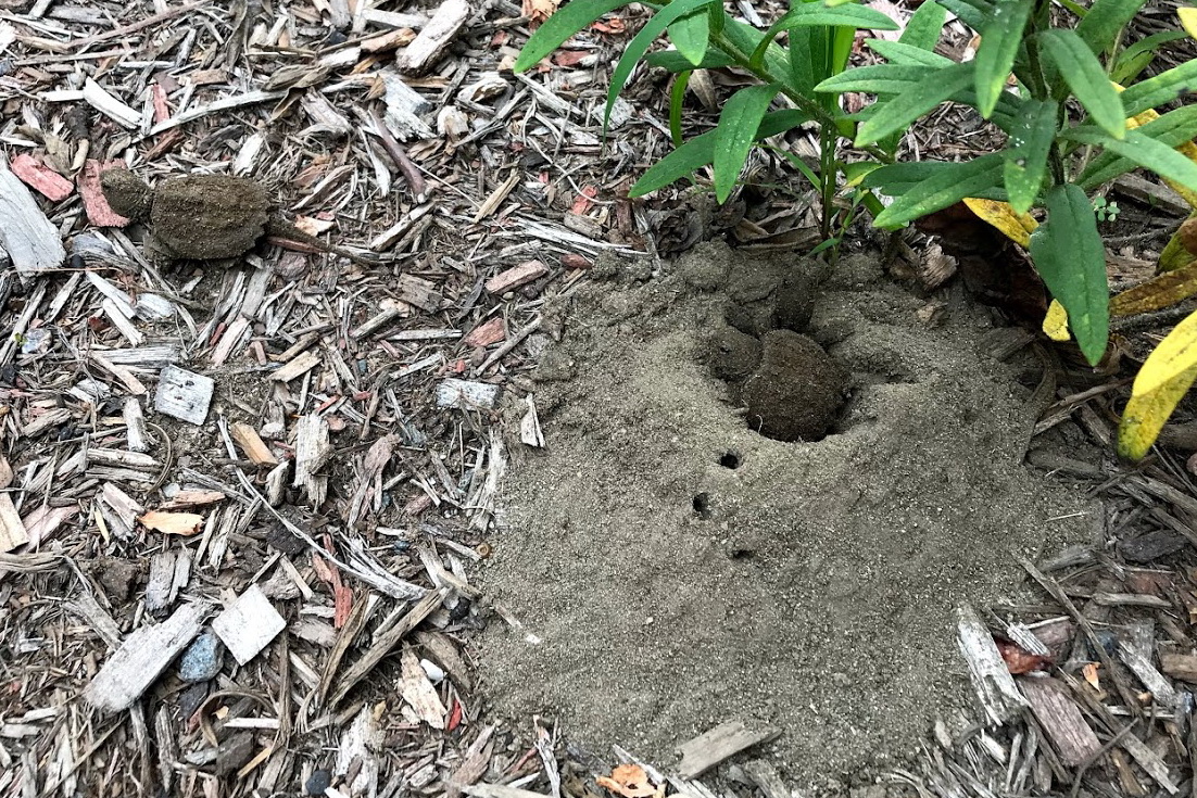 Turtle Hatch on River Walk – River Walk
